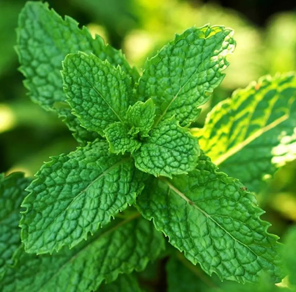 Menta: Nombre Científico Y Usos Medicinales | Botoxina