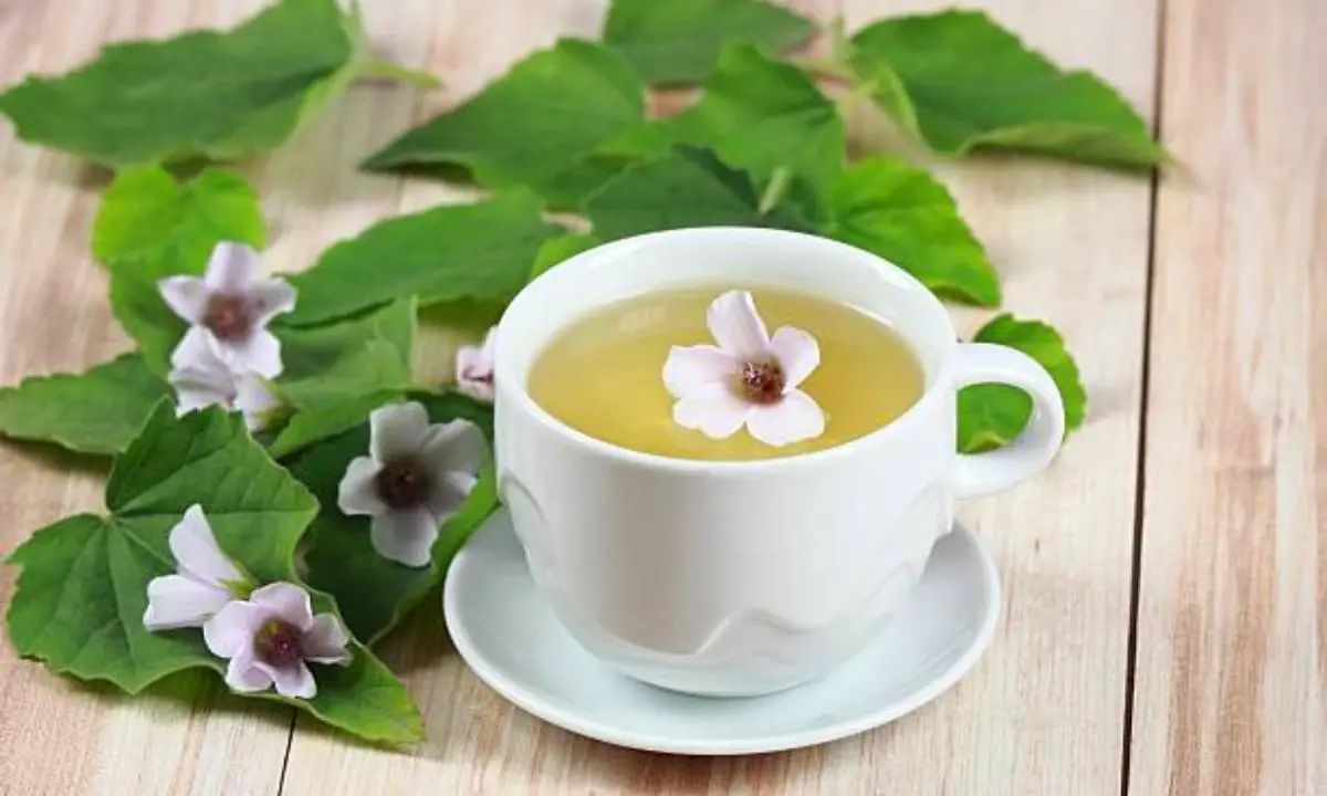 Malvavisco: Planta Medicinal Con Múltiples Beneficios | Botoxina