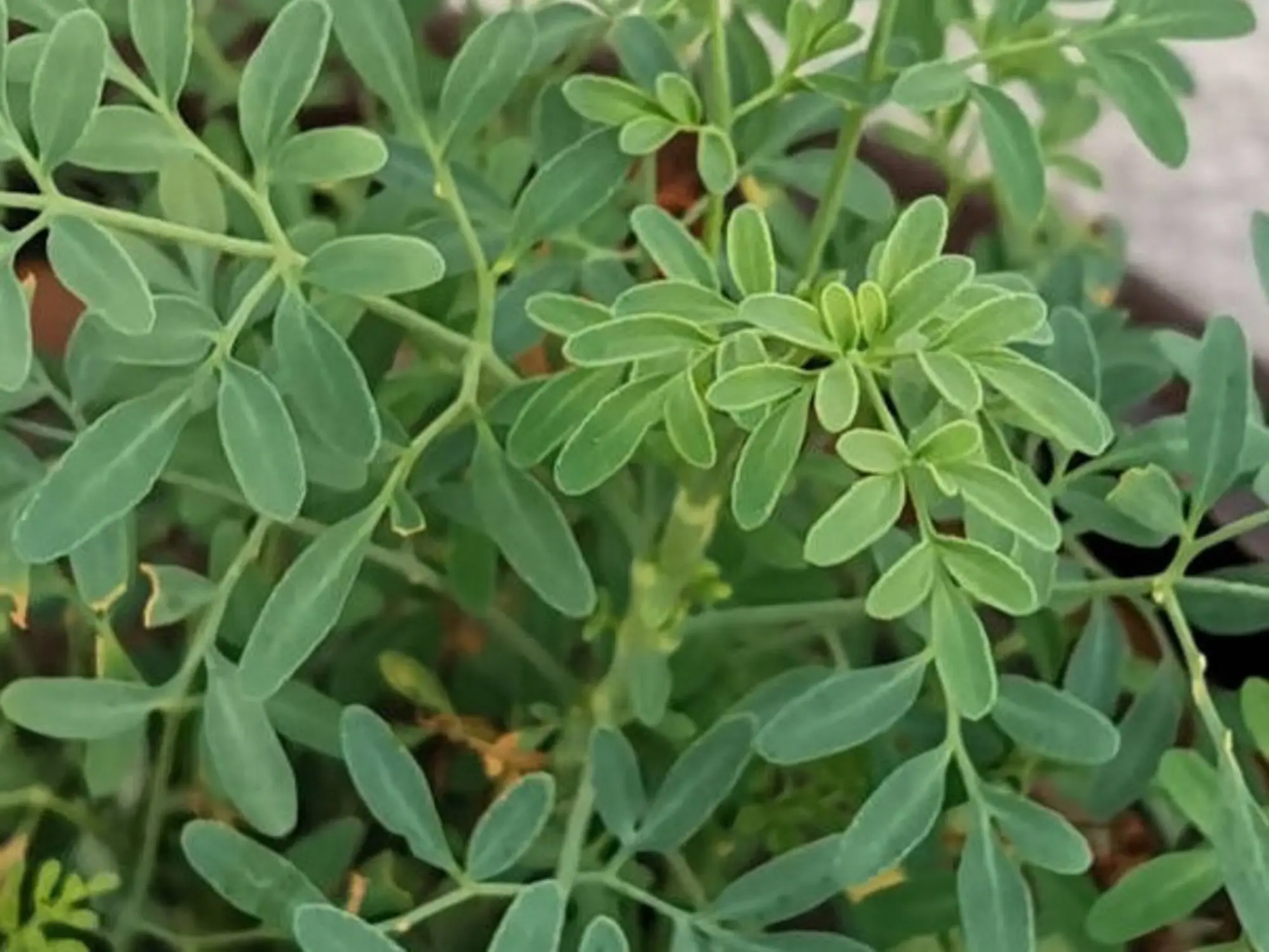 Uso Medicinal De La Ruda: Propiedades Y Beneficios | Botoxina